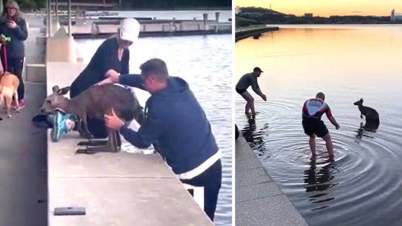 What to do when you spot a Roo in distress?