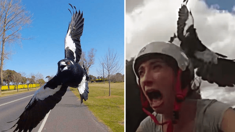 Swooping season has arrived in Canberra