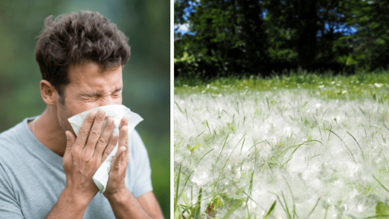 Hay fever season arrives in Canberra