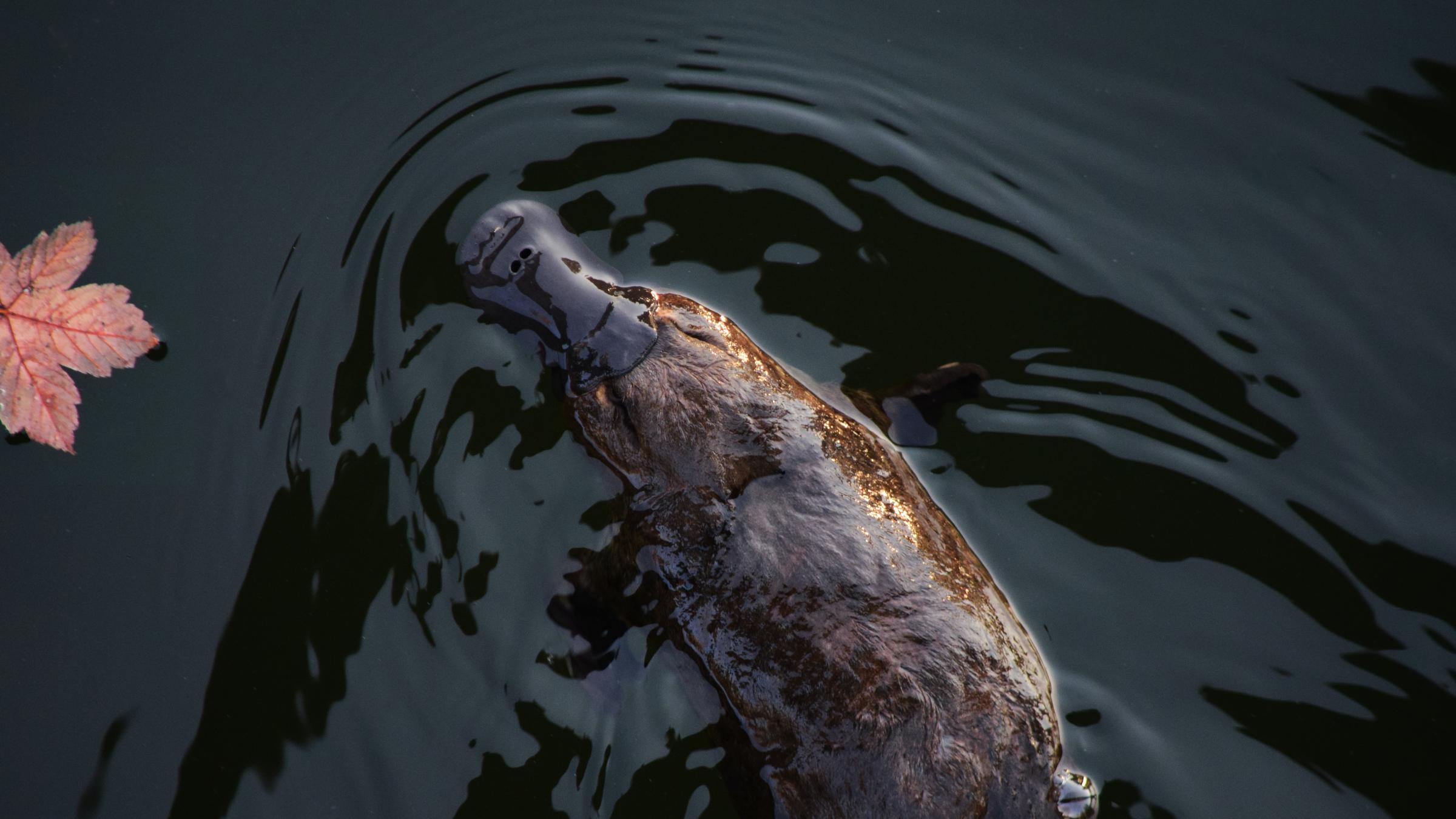 Canberrans Needed To Help Monitor Platypus Numbers