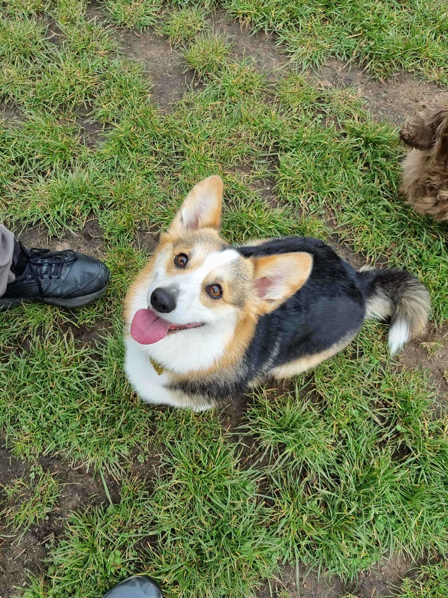 Canberra Corgi's come together to commemorate Queen Elizabeth II