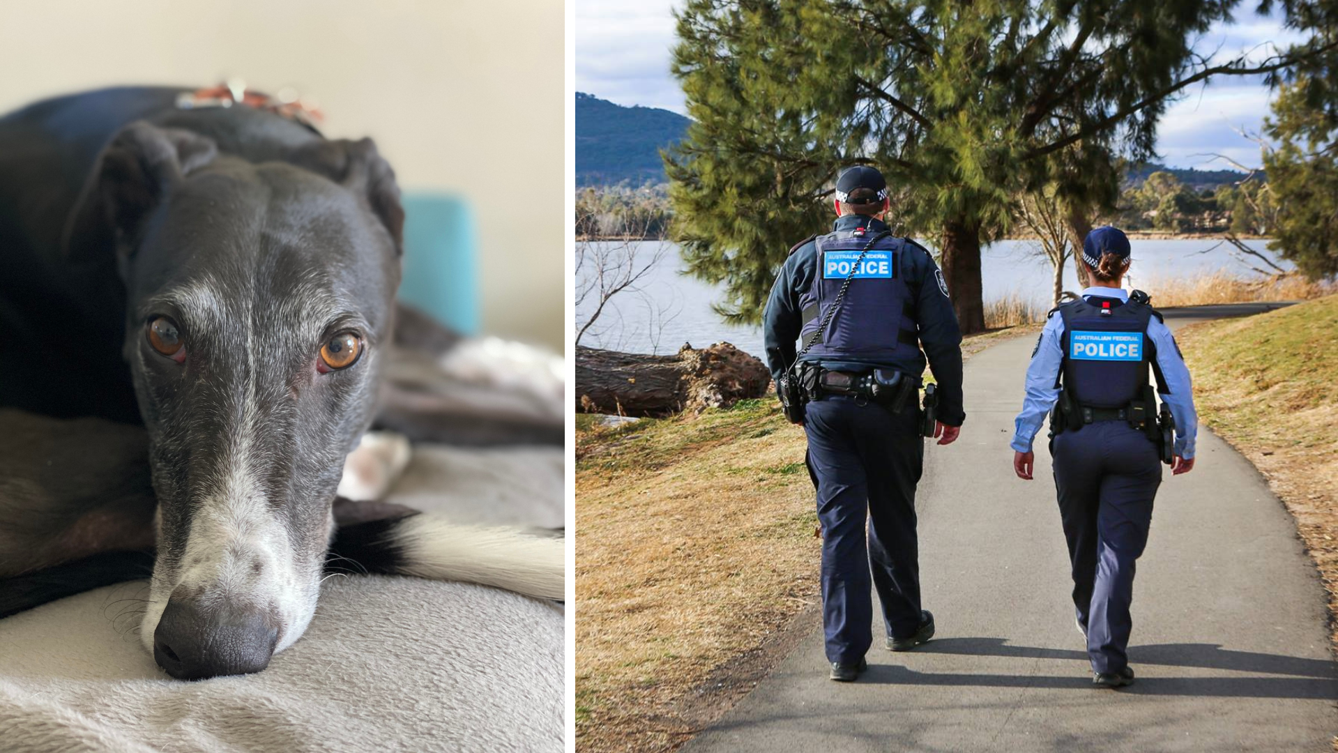 Retired racing greyhounds helping police with PTSD