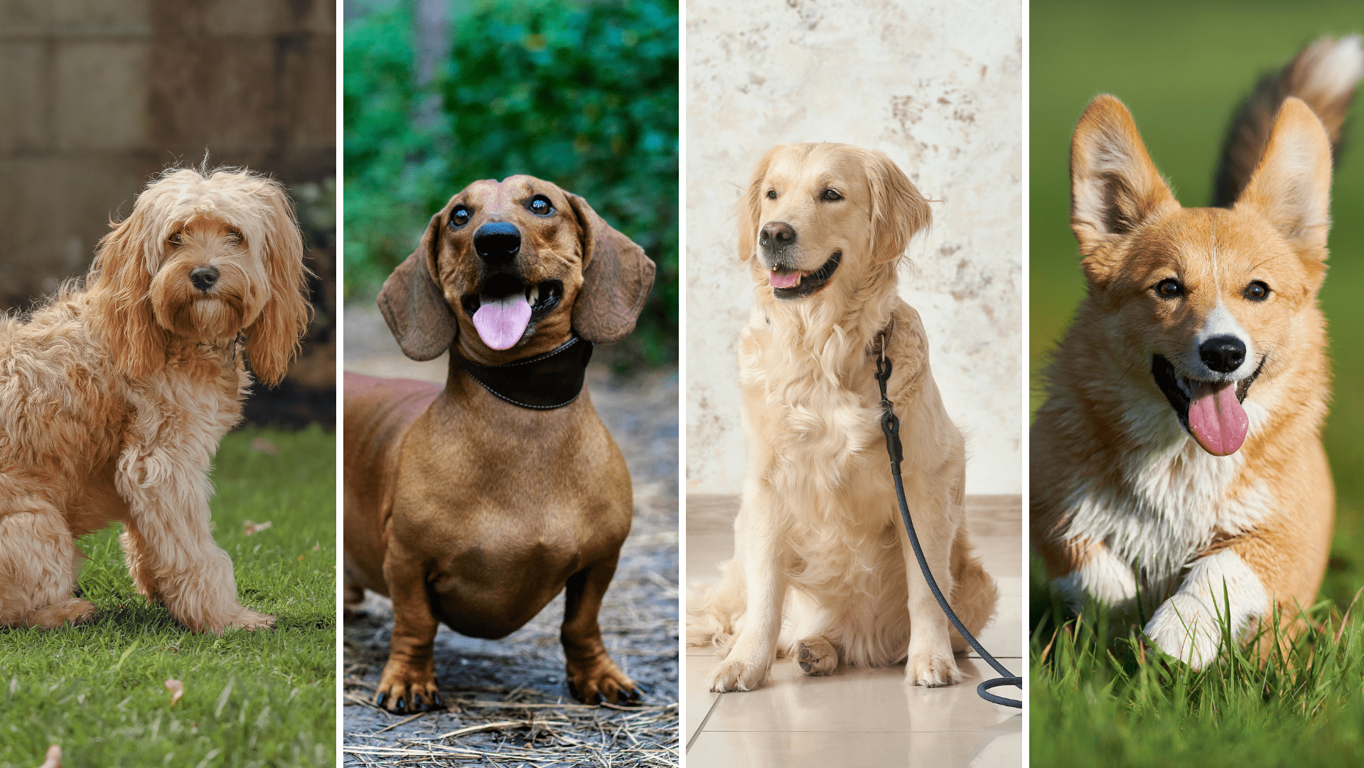 Australia's top dog breeds revealed